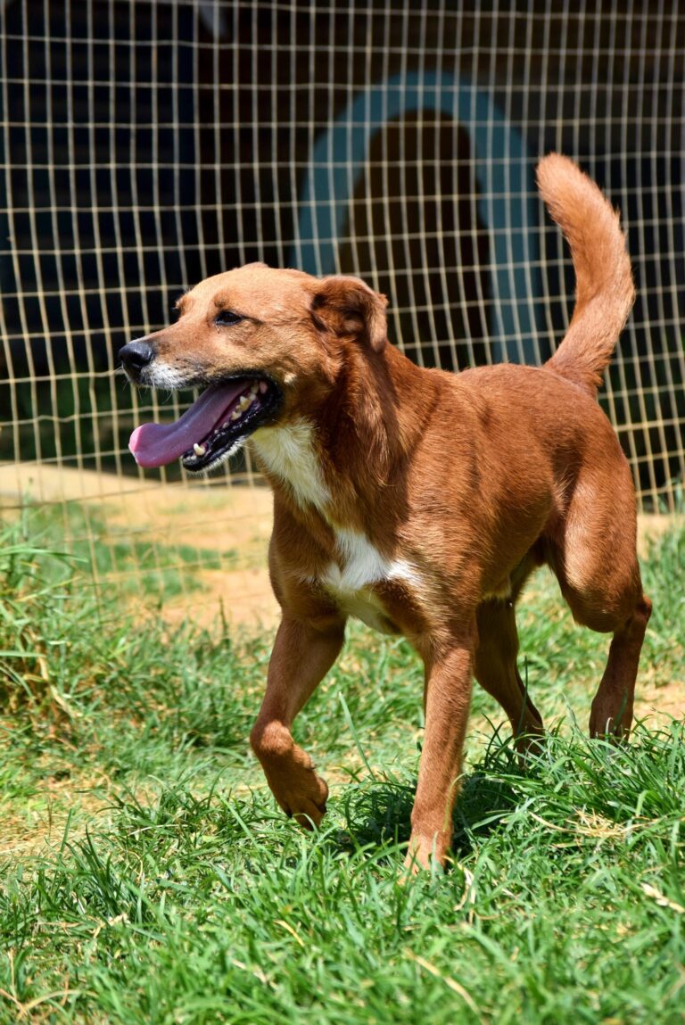 Happy Yappers – It’s all about the dogs