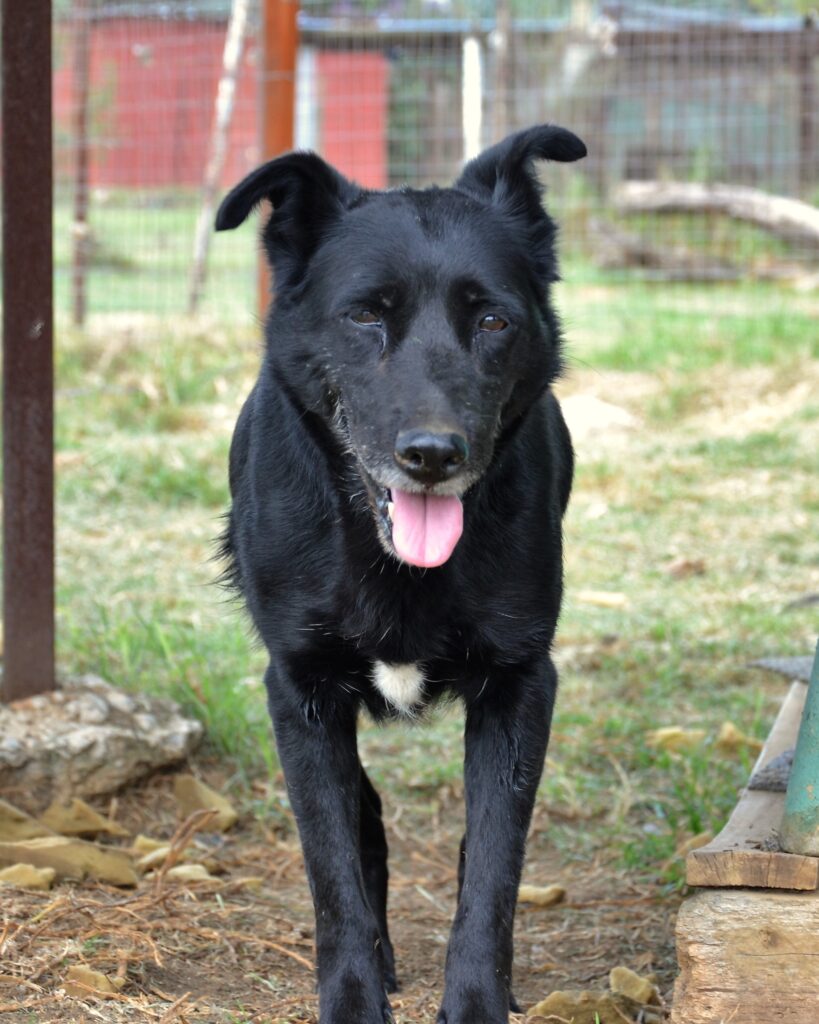 Happy Yappers – It’s all about the dogs