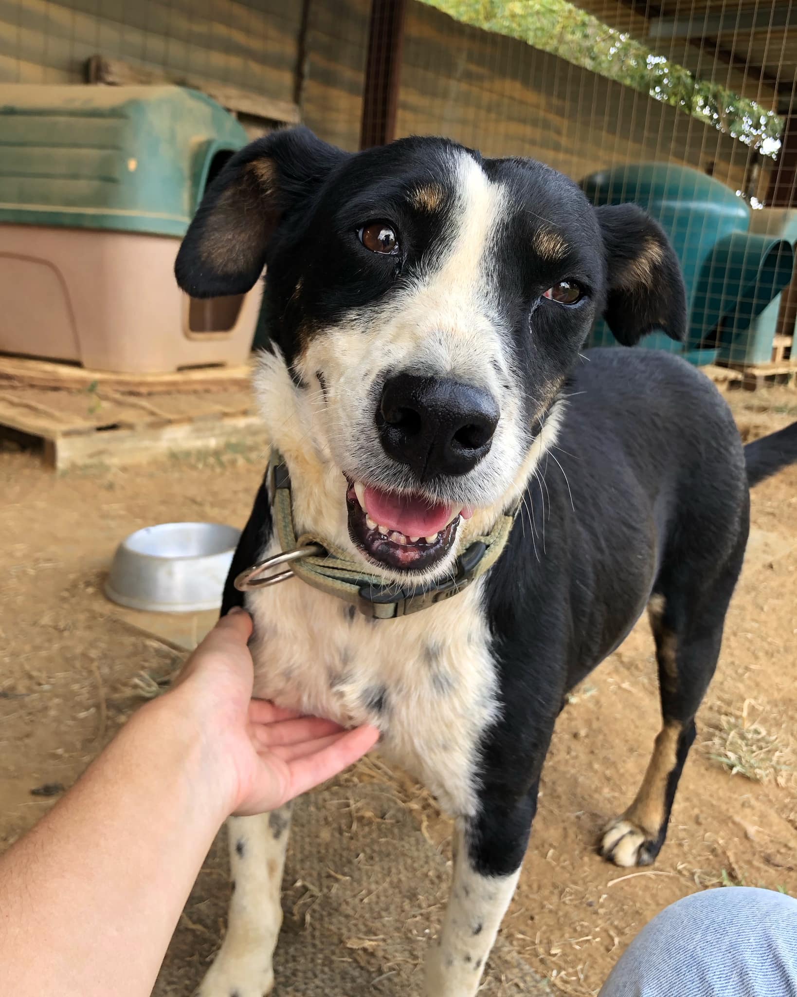 Happy Yappers – It’s all about the dogs