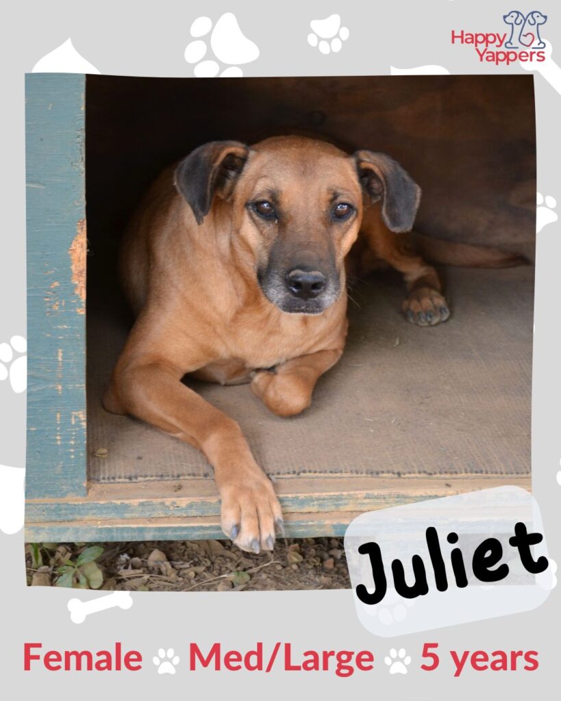 Adult Dogs – Happy Yappers