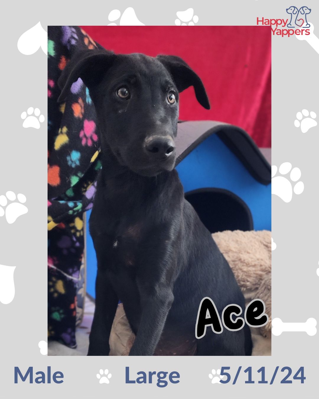 Puppies – Happy Yappers