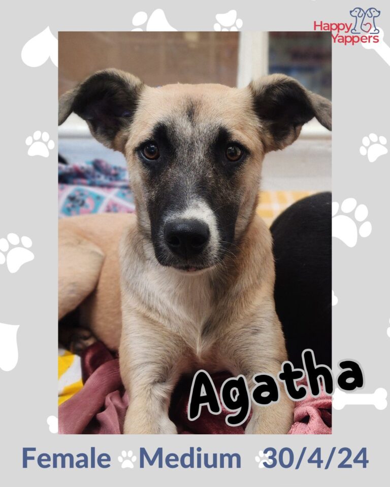 Puppies – Happy Yappers