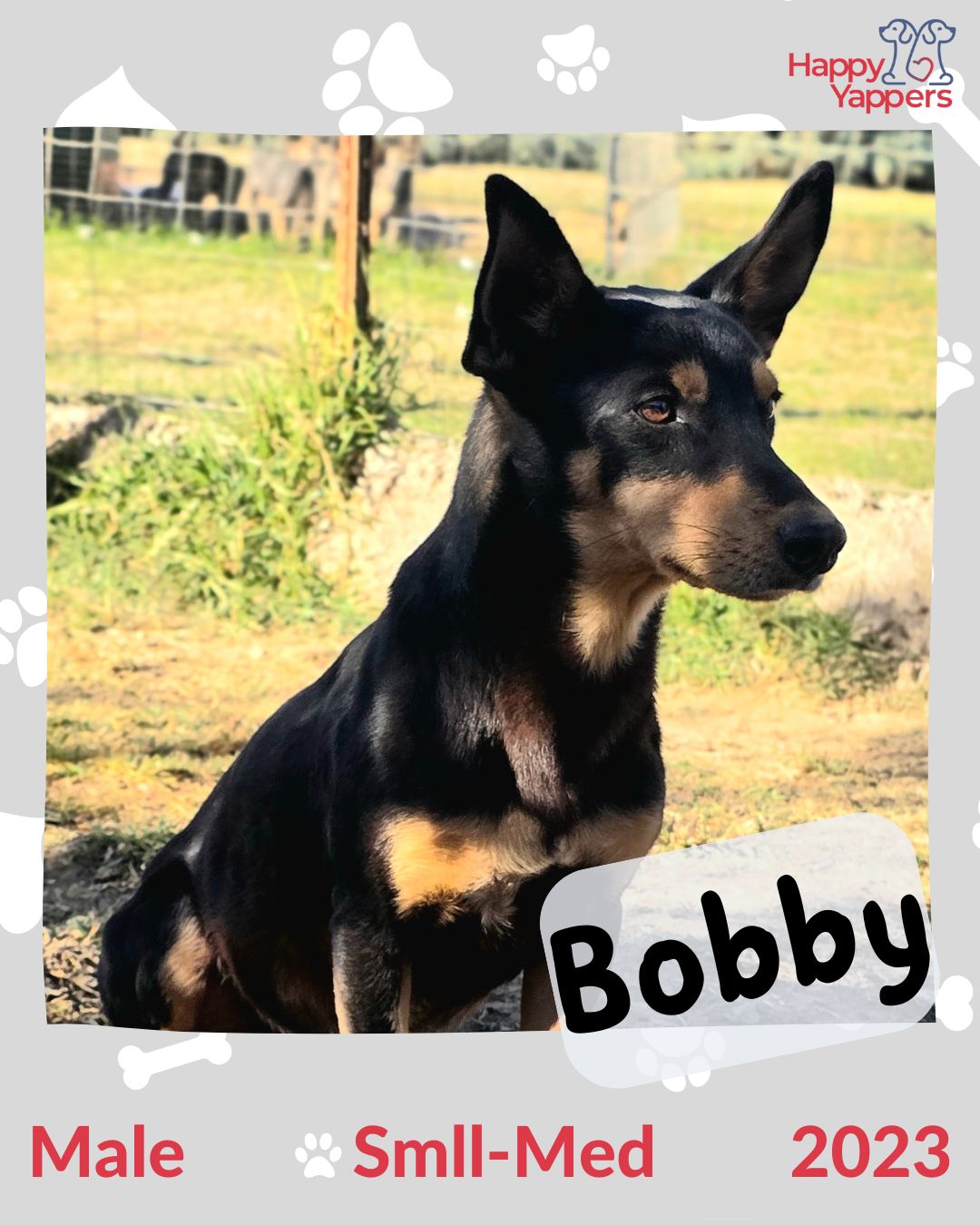 Adult Dogs – Happy Yappers
