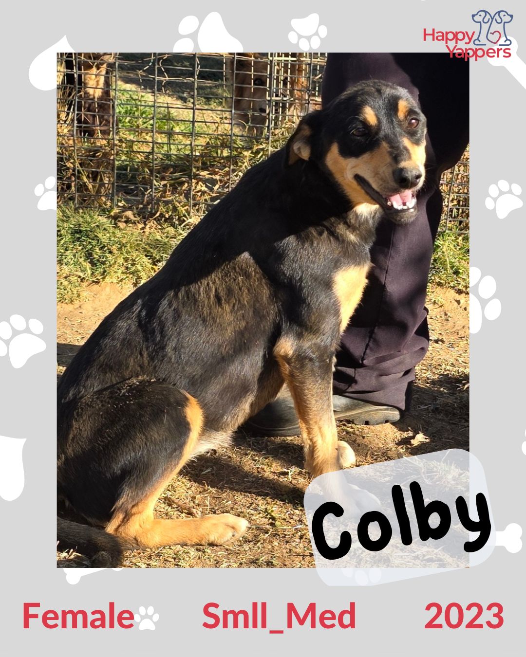 Adult Dogs – Happy Yappers